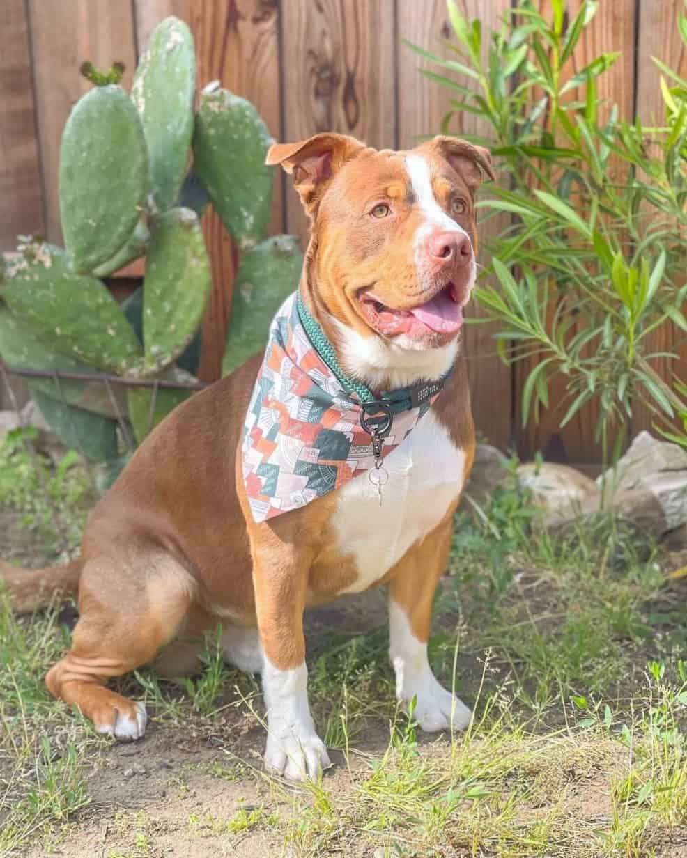 Australian Shepherd Bulldog Mix (Bull-Aussie): Facts & Pictures