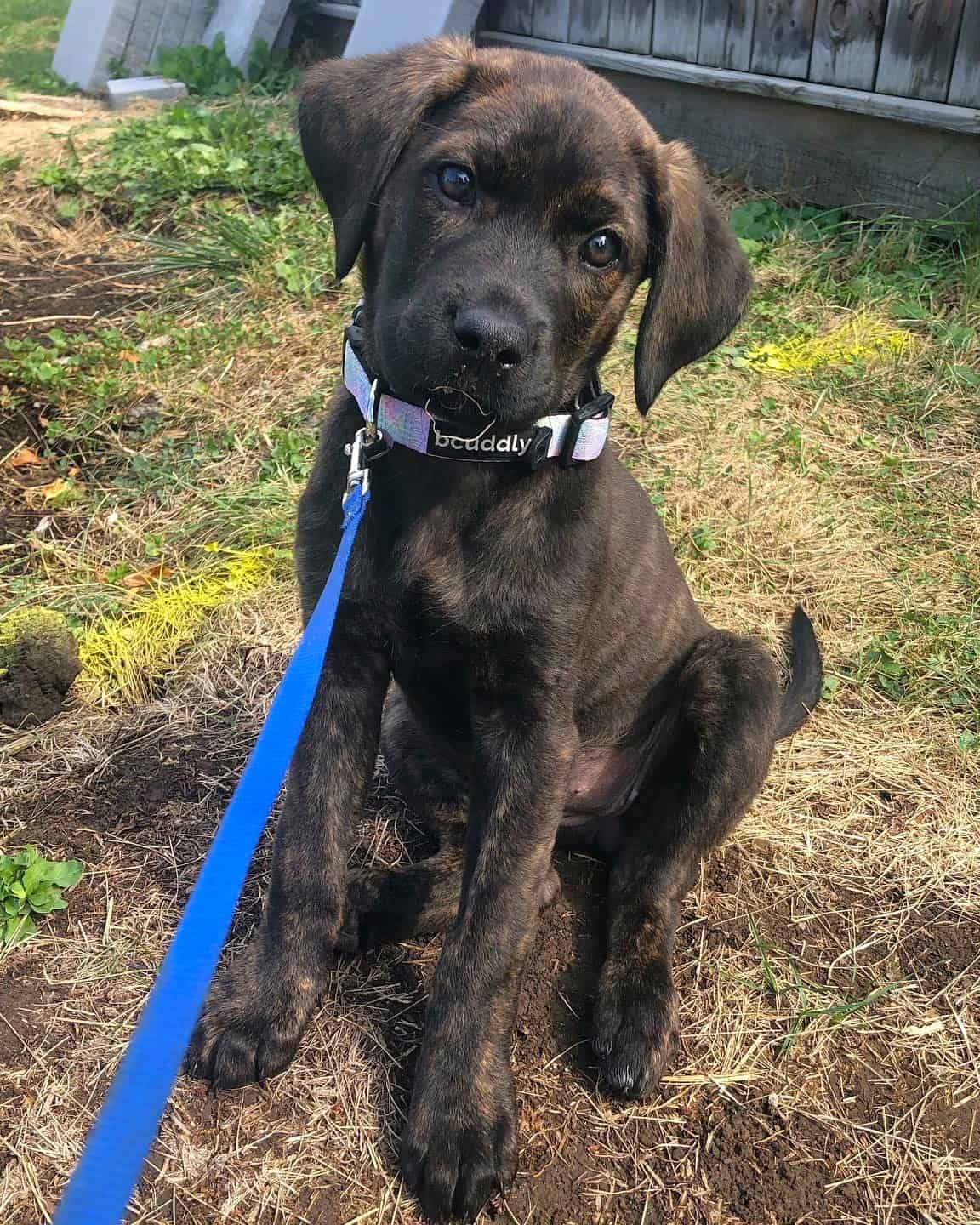 Cane Corso Bullmastiff Mix: Info, Pictures, Traits & Facts