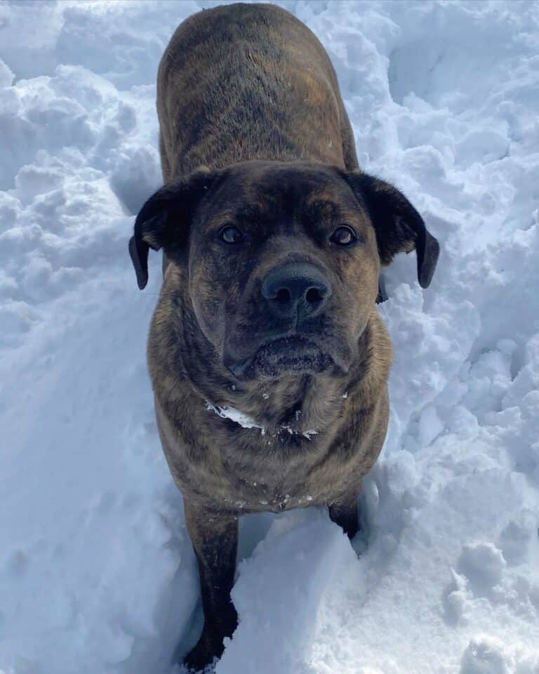 Cane Corso Bullmastiff Mix: Info, Pictures, Traits & Facts