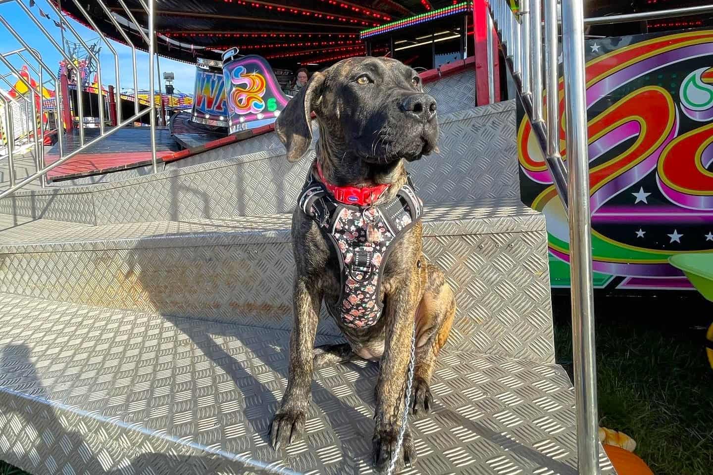 Cane Corso Bullmastiff Mix: Info, Pictures, Traits & Facts