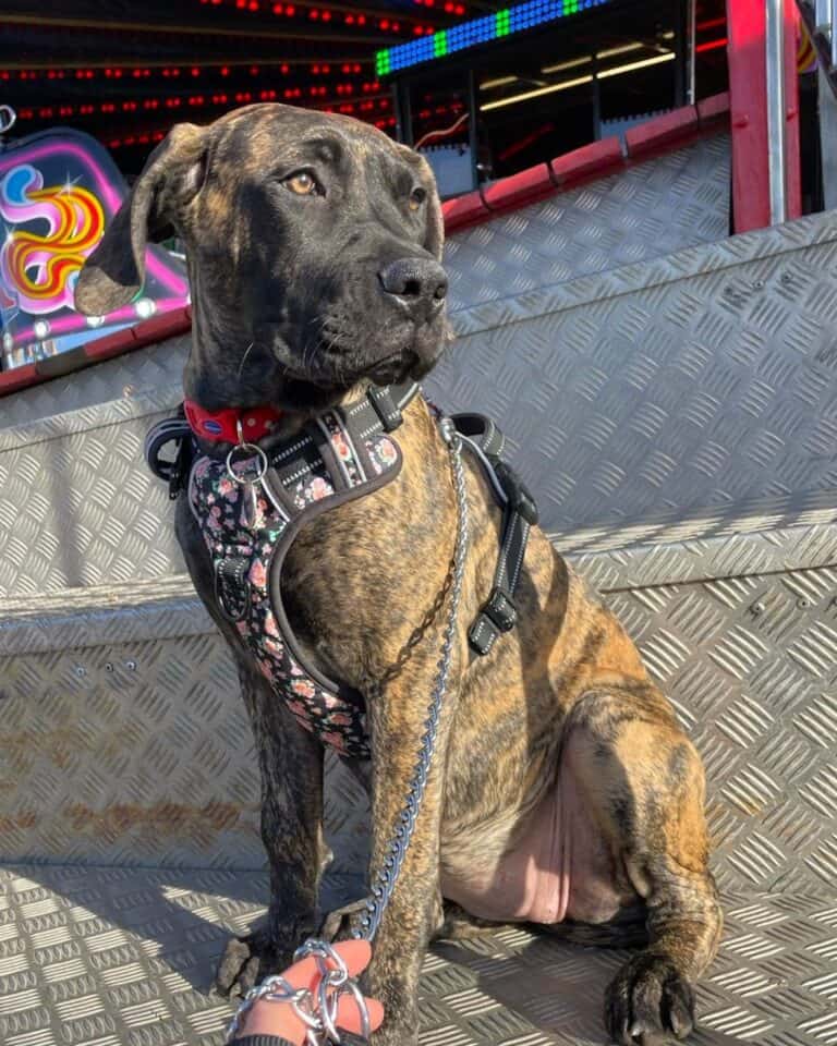 Cane Corso Bullmastiff Mix: Info, Pictures, Traits & Facts