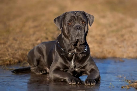 Cane Corso vs. Dogo Argentino: What’s the Difference?