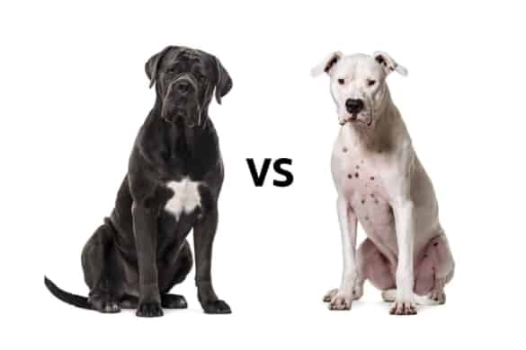 German Shepherd vs. Wolf: 13+ Key Differences & Similarities