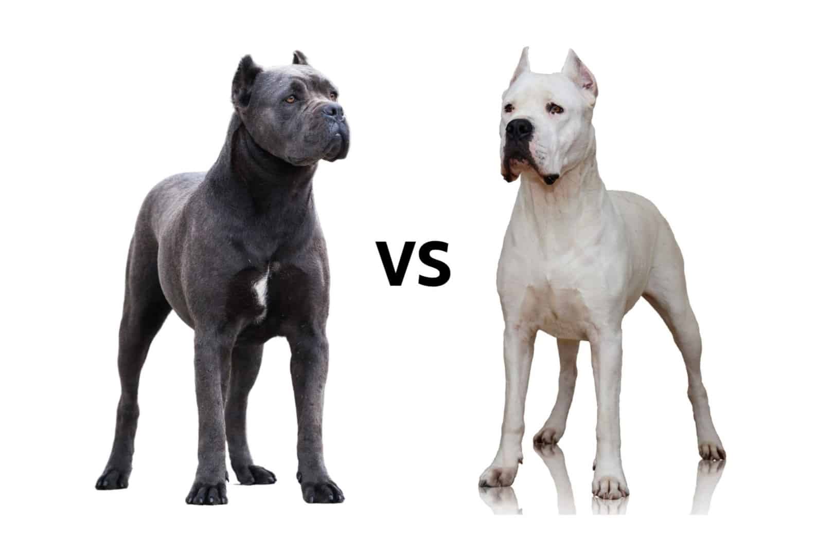 Cane Corso vs. Dogo Argentino: What’s the Difference?