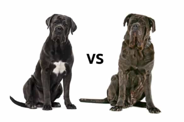 Cane Corso vs. Dogo Argentino: What’s the Difference?