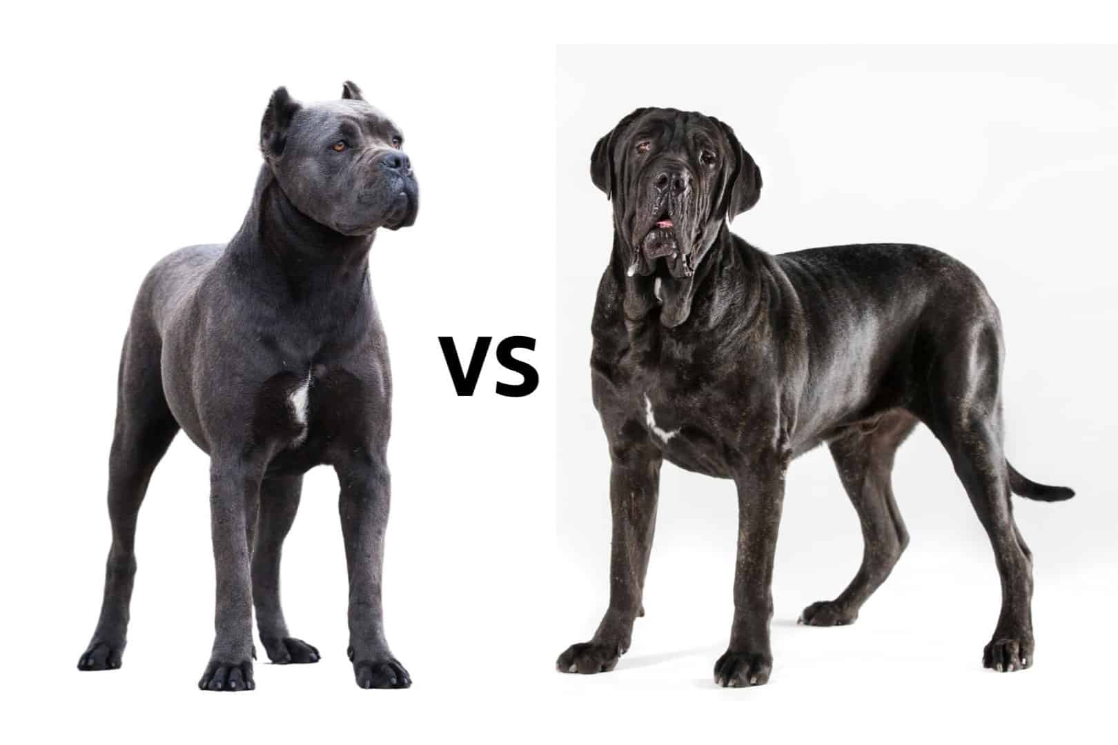 Cane Corso vs. Neapolitan Mastiff: What’s the Difference?