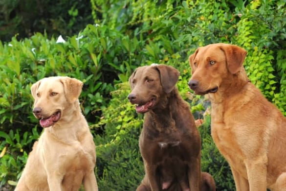 13 Labrador Retriever Colors & Patterns (With Pictures!)