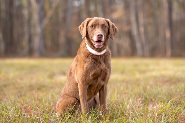 9 Chesapeake Bay Retriever Colors (With Pictures)