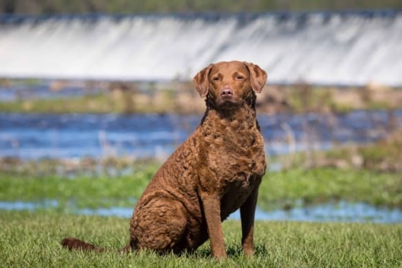 9 Chesapeake Bay Retriever Colors (With Pictures)