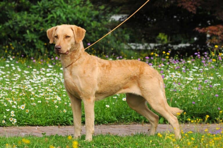 9 Chesapeake Bay Retriever Colors (With Pictures)
