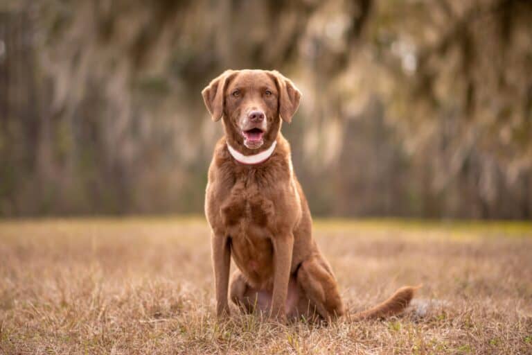 9 Chesapeake Bay Retriever Colors (With Pictures)
