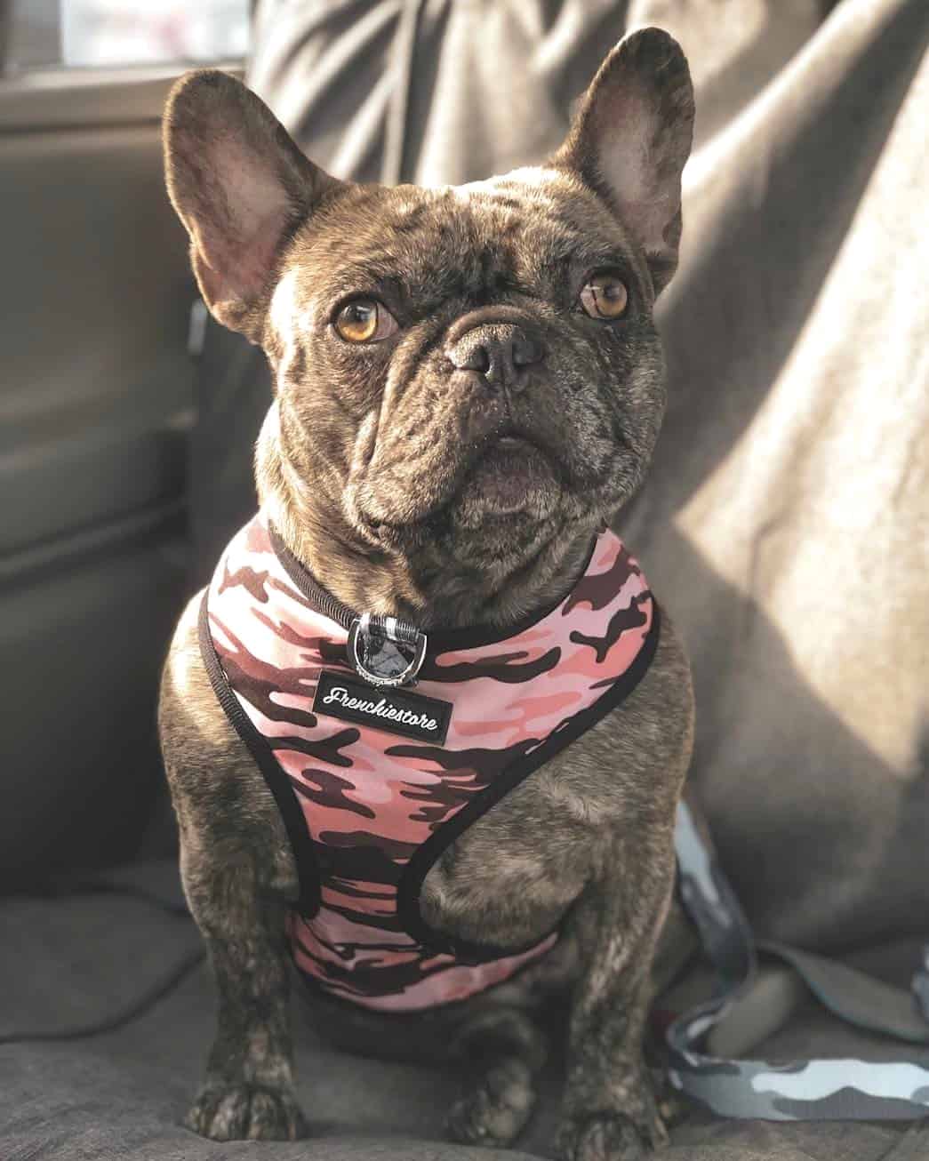 Merle French Bulldog: Facts, Genetics, Pictures & More