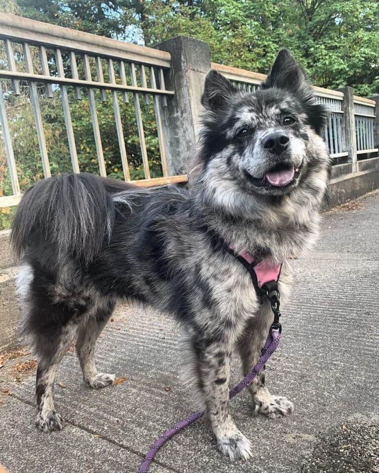 Australian Shepherd Chow Mix: Info, Pictures, Traits & Facts - Happy ...