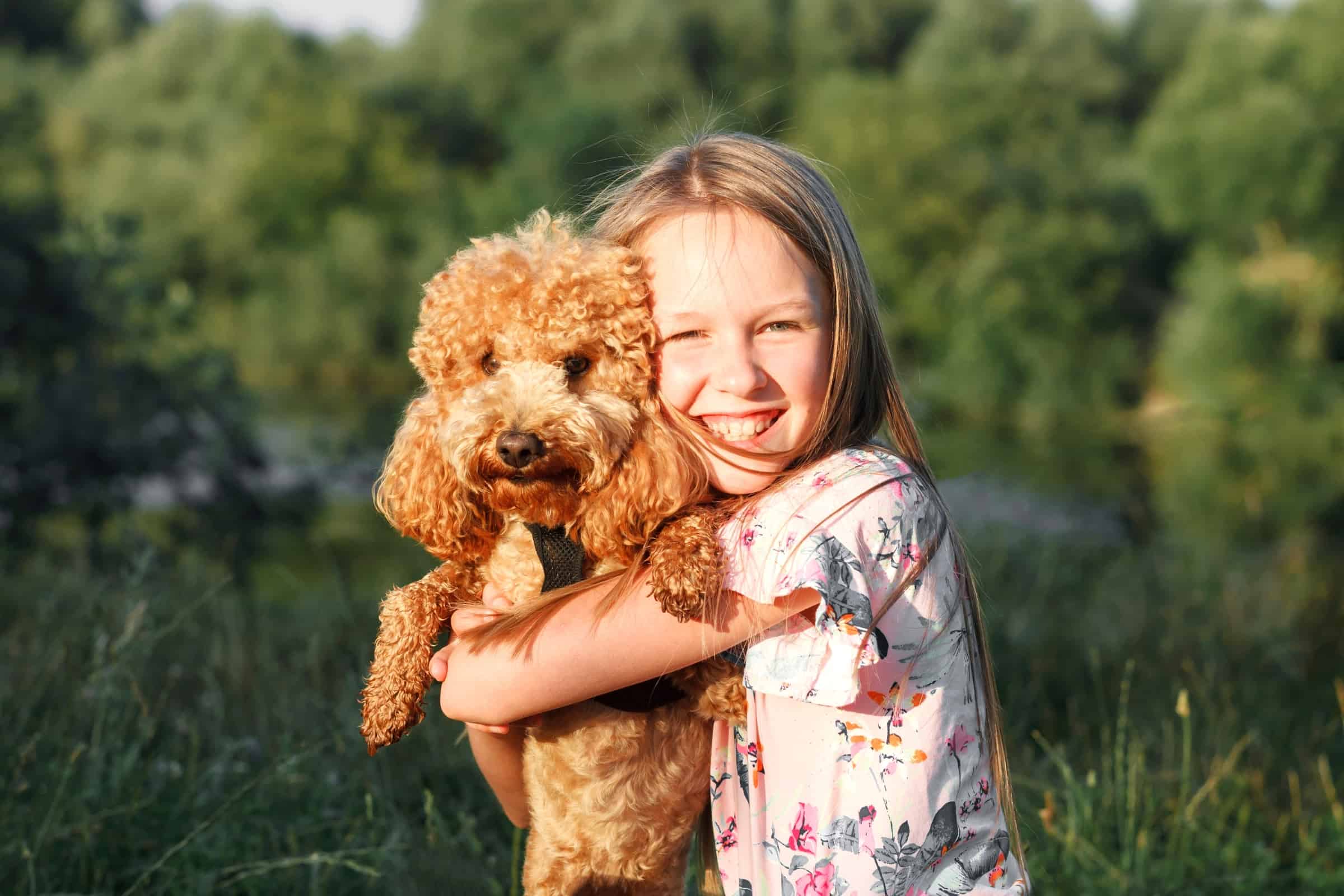 Are Poodles Clingy? – The Truth About Poodle Personality