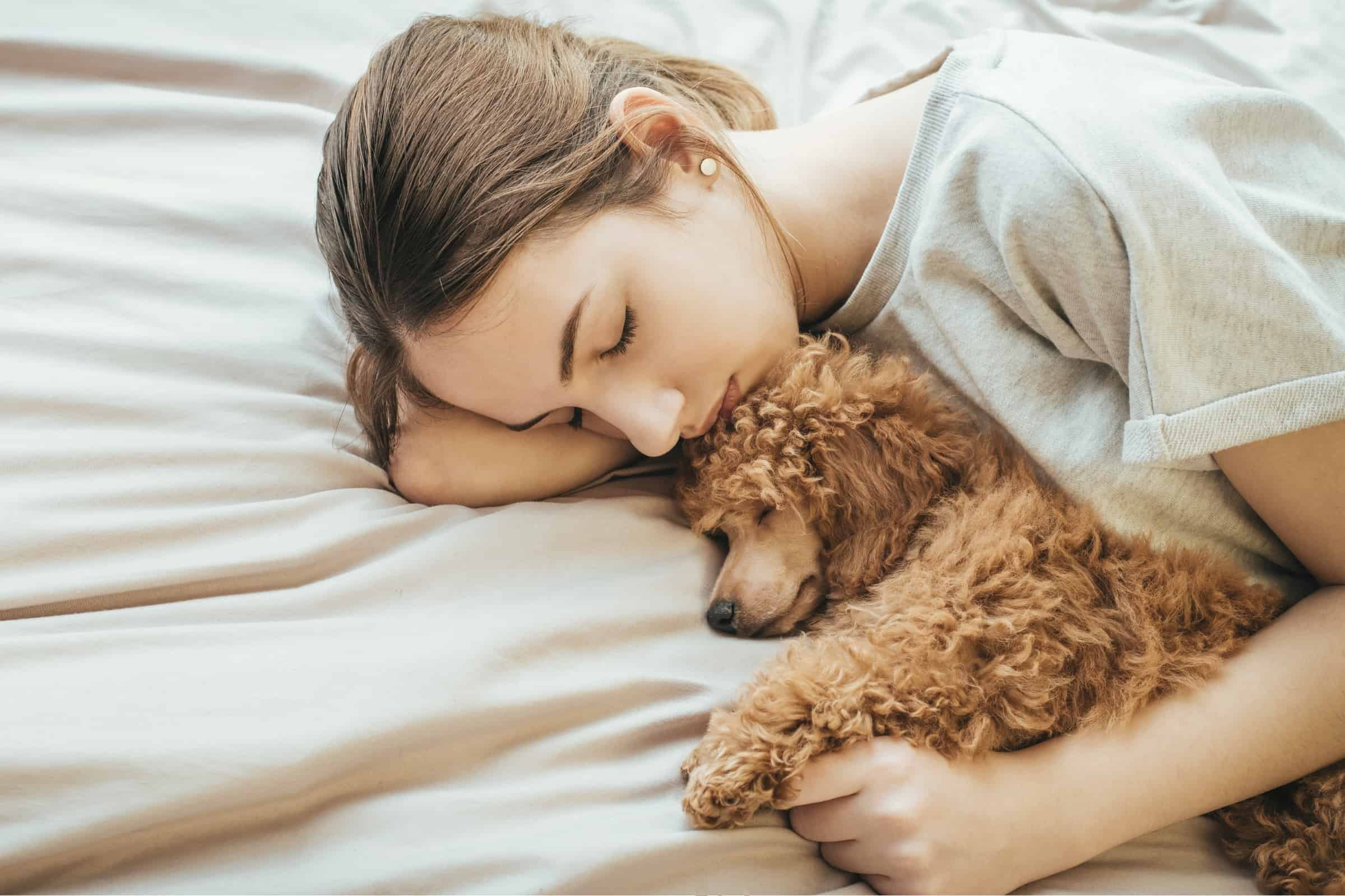 Are Poodles Clingy? – The Truth About Poodle Personality