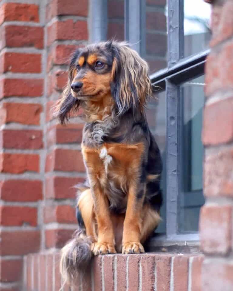 Australian Shepherd Cocker Spaniel Mix (Pictures & Facts)