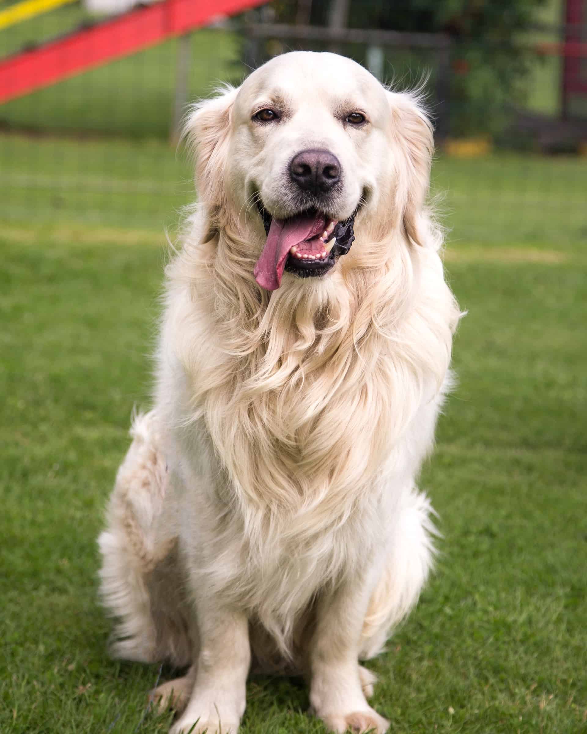6 Golden Retriever Colors Explained (With Pictures)