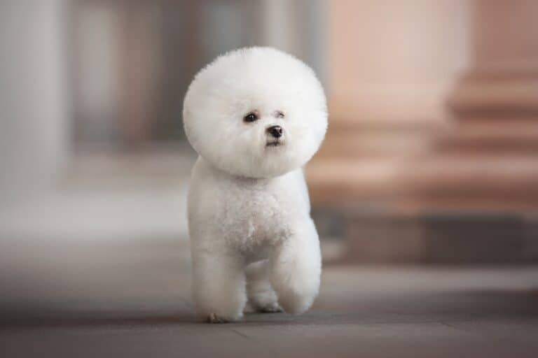 4 Bichon Frise Colors (With Pictures) - Happy Dog Breeds