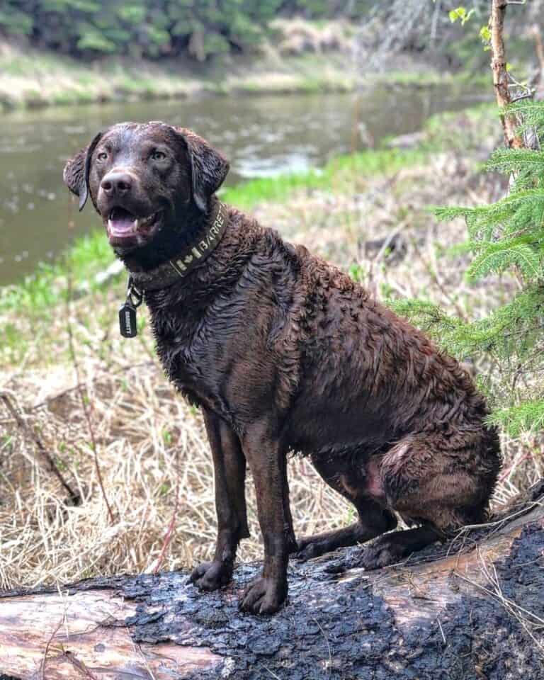 9 Chesapeake Bay Retriever Colors (With Pictures)