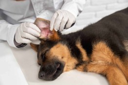 Scabs on Edge of Dog's Ears? Common Causes & What to Do
