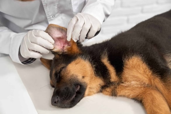 Scabs on Edge of Dog's Ears? Common Causes & What to Do