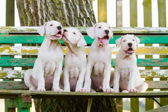 Cane Corso vs. Dogo Argentino: What’s the Difference?