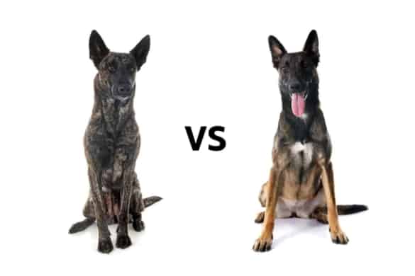Dutch Shepherd vs. Belgian Malinois: What’s the Difference?
