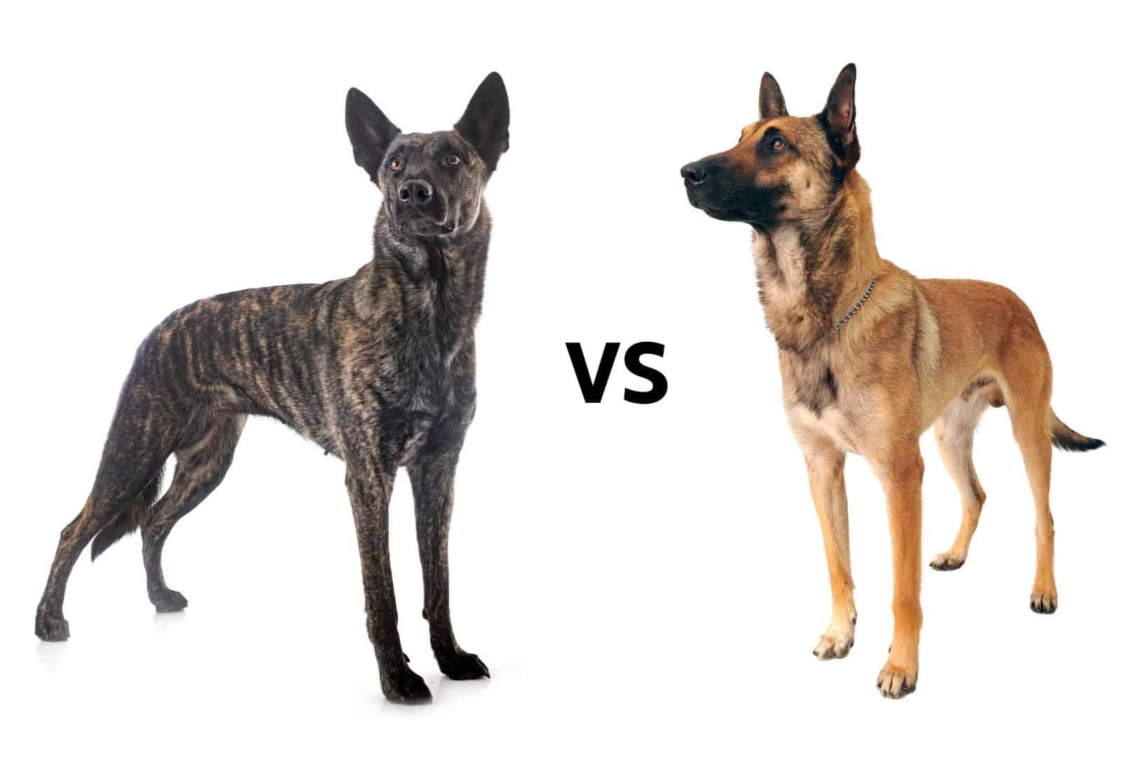 Dutch Shepherd vs. Belgian Malinois: What’s the Difference?