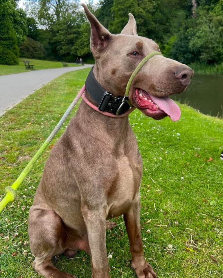 Fawn Doberman: Facts, Appearance, Genetics & Pictures