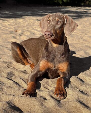 Fawn Doberman: Facts, Appearance, Genetics & Pictures