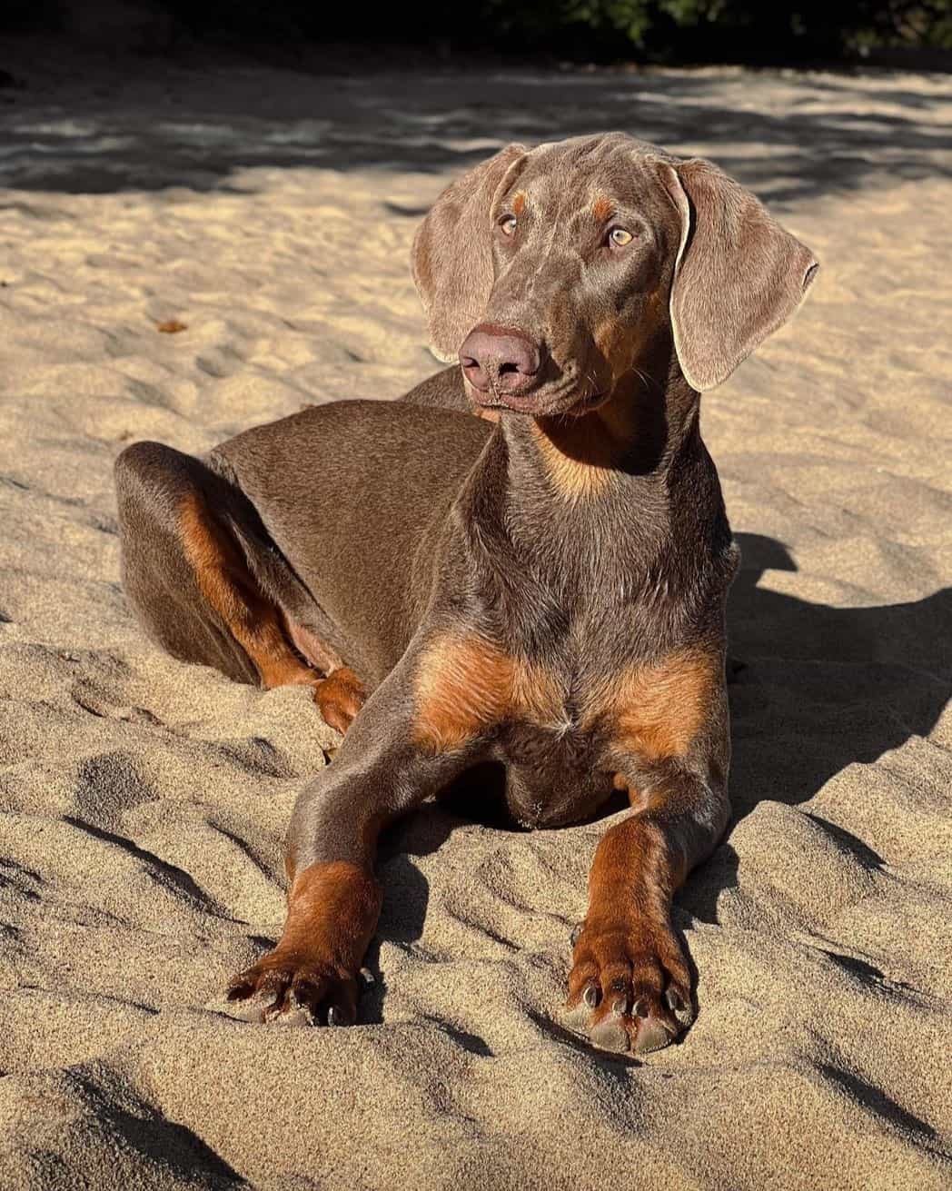 Fawn Doberman: Facts, Appearance, Genetics & Pictures