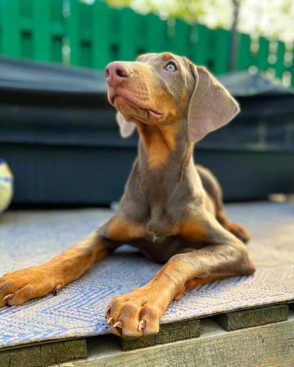 Fawn Doberman: Facts, Appearance, Genetics & Pictures