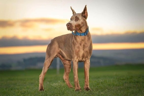 Fawn Doberman: Facts, Appearance, Genetics & Pictures