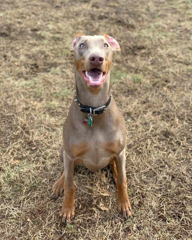 Fawn Doberman: Facts, Appearance, Genetics & Pictures