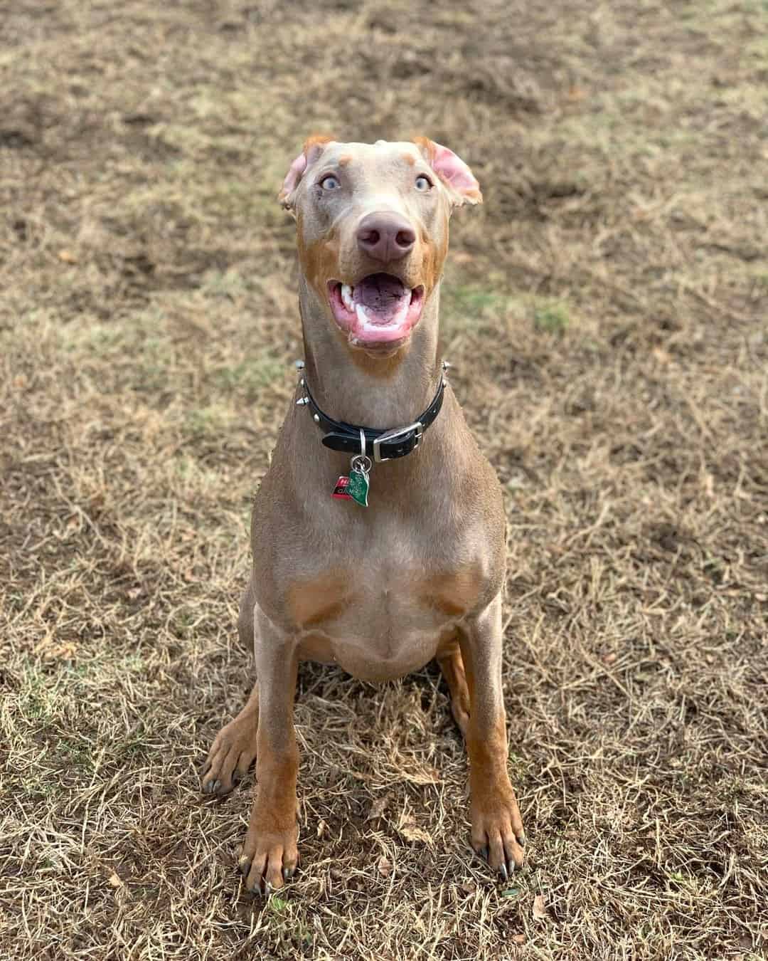 Fawn Doberman: Facts, Appearance, Genetics & Pictures