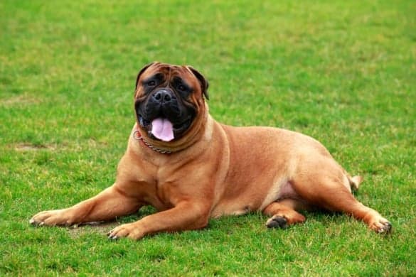 Male vs. Female Bullmastiff: Which Is Better?