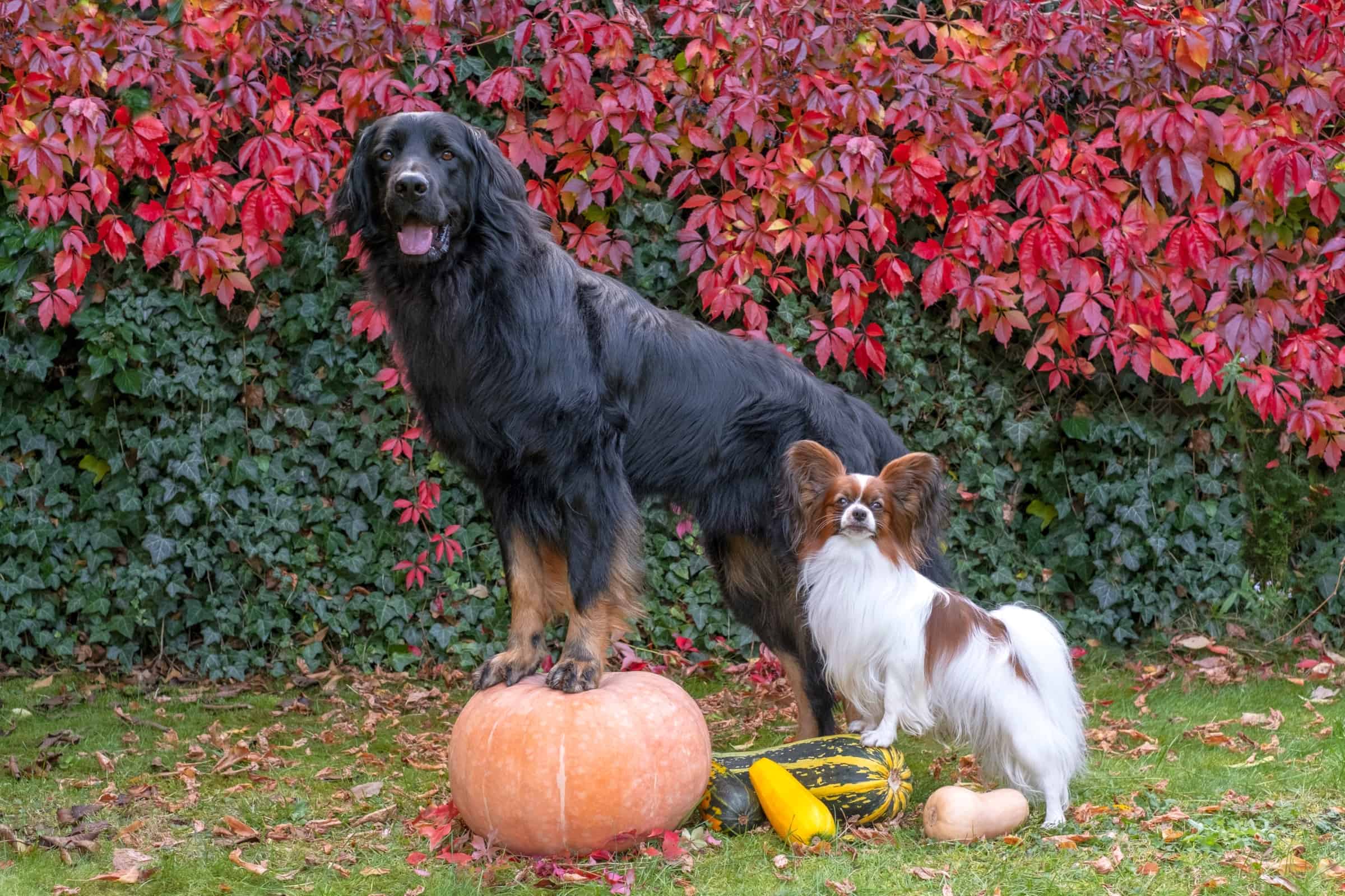 Male vs. Female Papillon: Which Is Better? - Happy Dog Breeds
