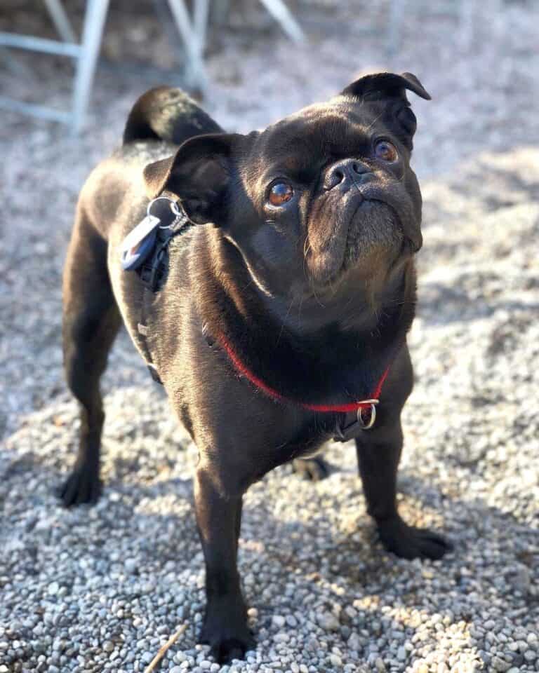 French Bulldog Pug Mix (Frenchie Pug): Info, Pictures & Facts