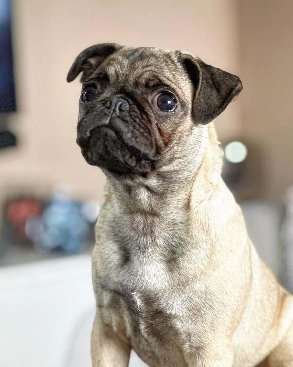 French Bulldog Pug Mix (Frenchie Pug): Info, Pictures & Facts
