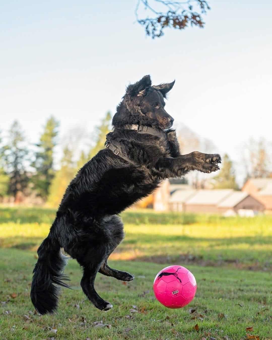 Golden Mountain Dog | Breed Info, Pictures, Traits & Facts