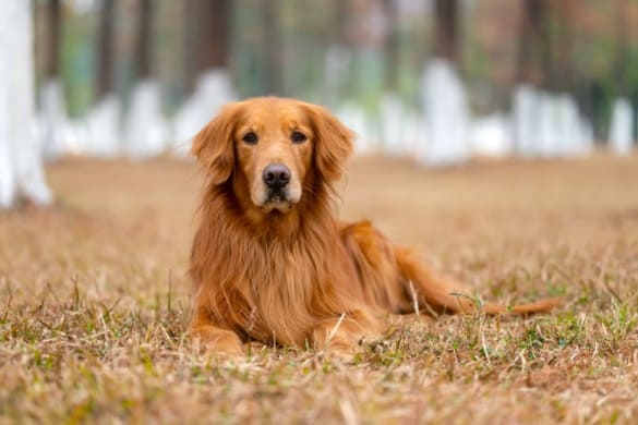 6 Golden Retriever Colors Explained (With Pictures)