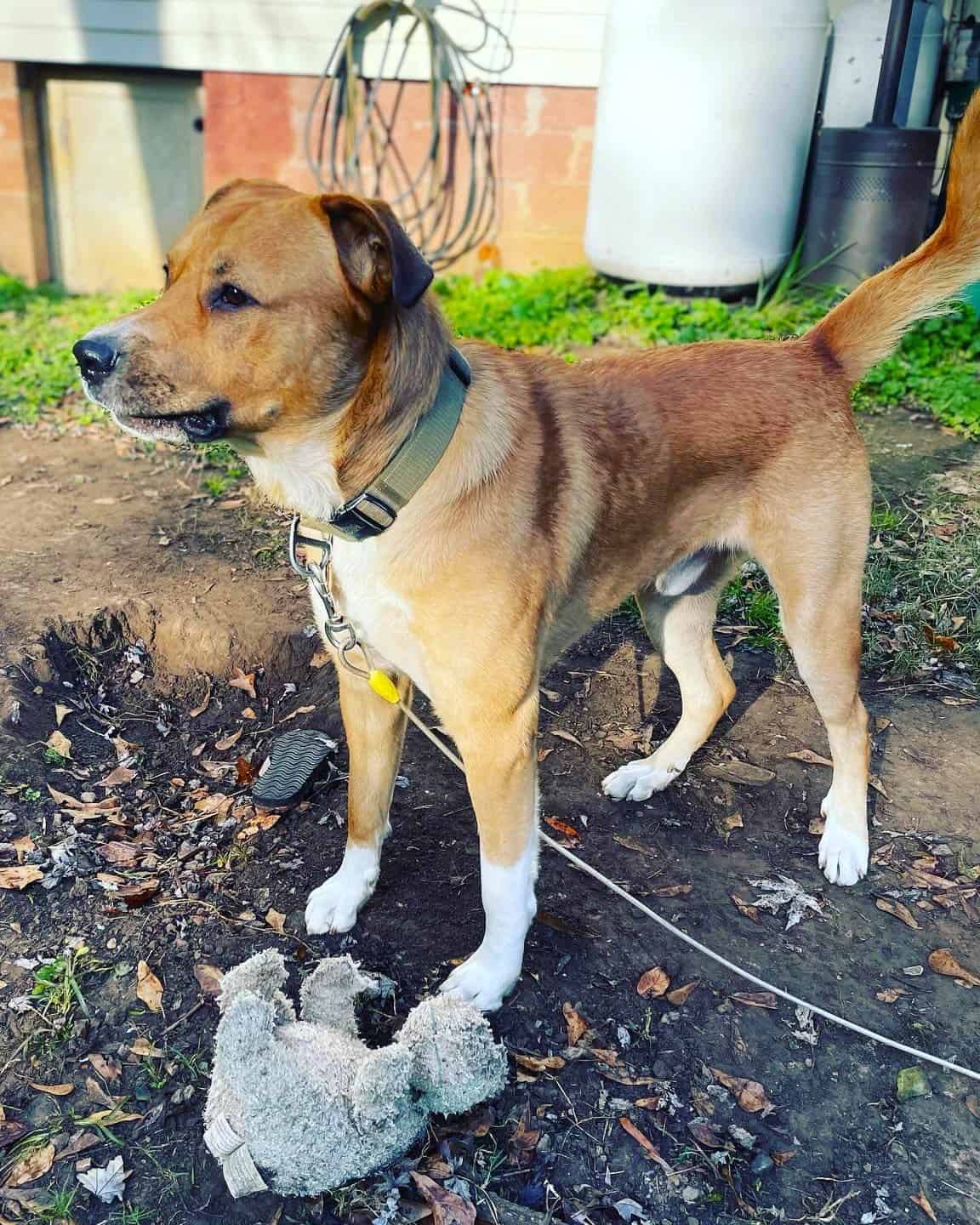 Great Pyrenees Boxer Mix: Info, Pictures, Traits & Facts
