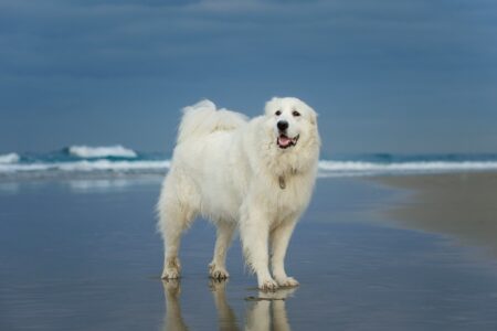 7 Great Pyrenees Colors & Markings (With Pictures)