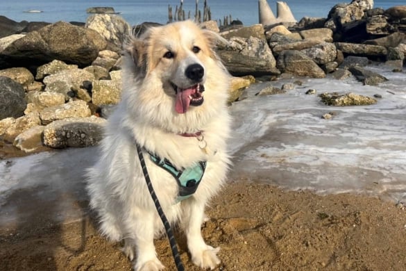 7 Great Pyrenees Colors & Markings (With Pictures)