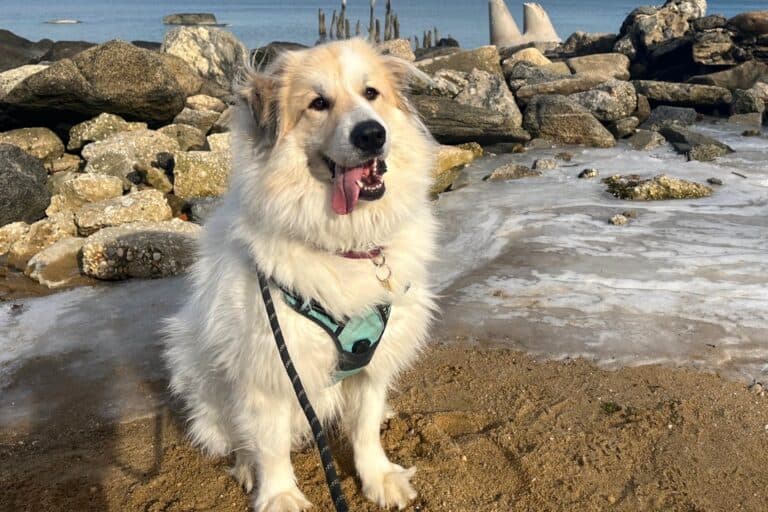 7 Great Pyrenees Colors & Markings (With Pictures)