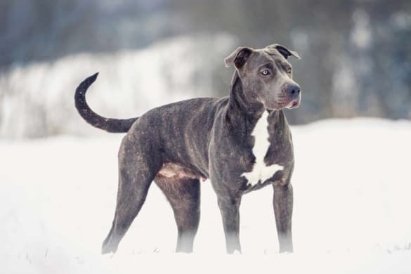 Grey Pitbull: Facts, Appearance, Genetics & Pictures