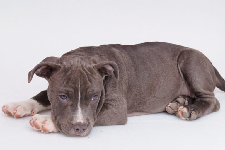 Grey Pitbull: Facts, Appearance, Genetics & Pictures