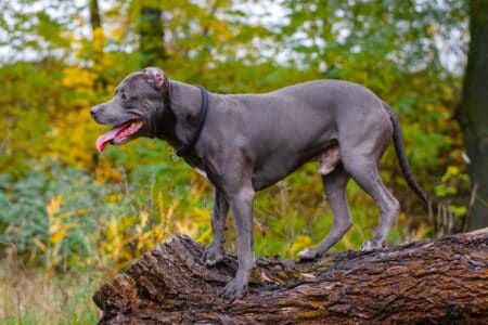 Grey Pitbull: Facts, Appearance, Genetics & Pictures
