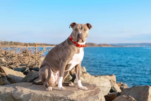Grey Pitbull: Facts, Appearance, Genetics & Pictures