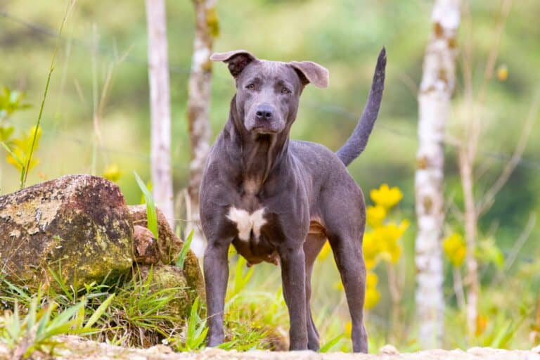 Grey Pitbull: Facts, Appearance, Genetics & Pictures